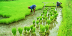 Types of Farming Systems - C4S Courses
